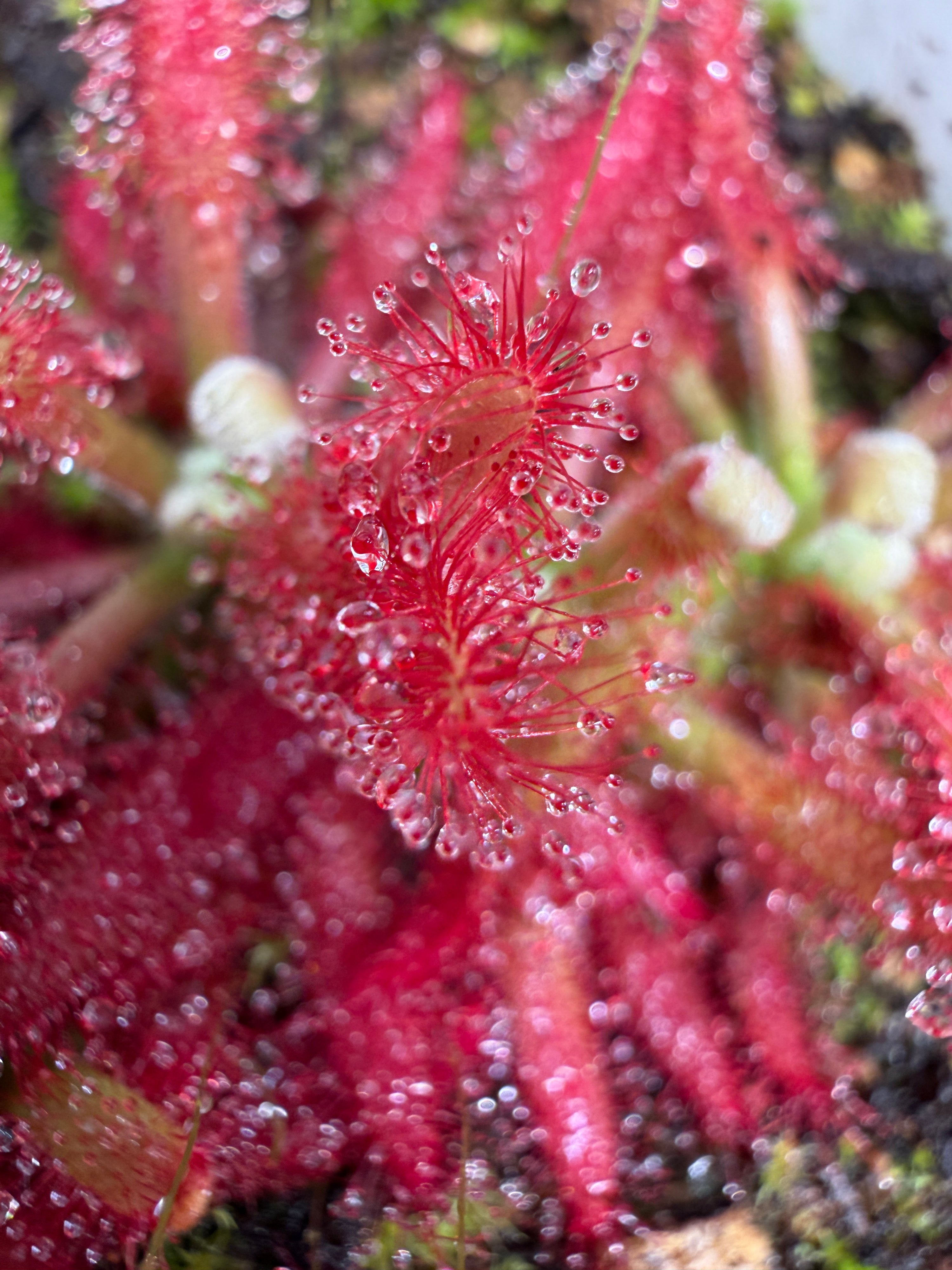 Jeremiah’s Plants - Rare Carnivorous Plants for Sale | Venus Flytraps ...
