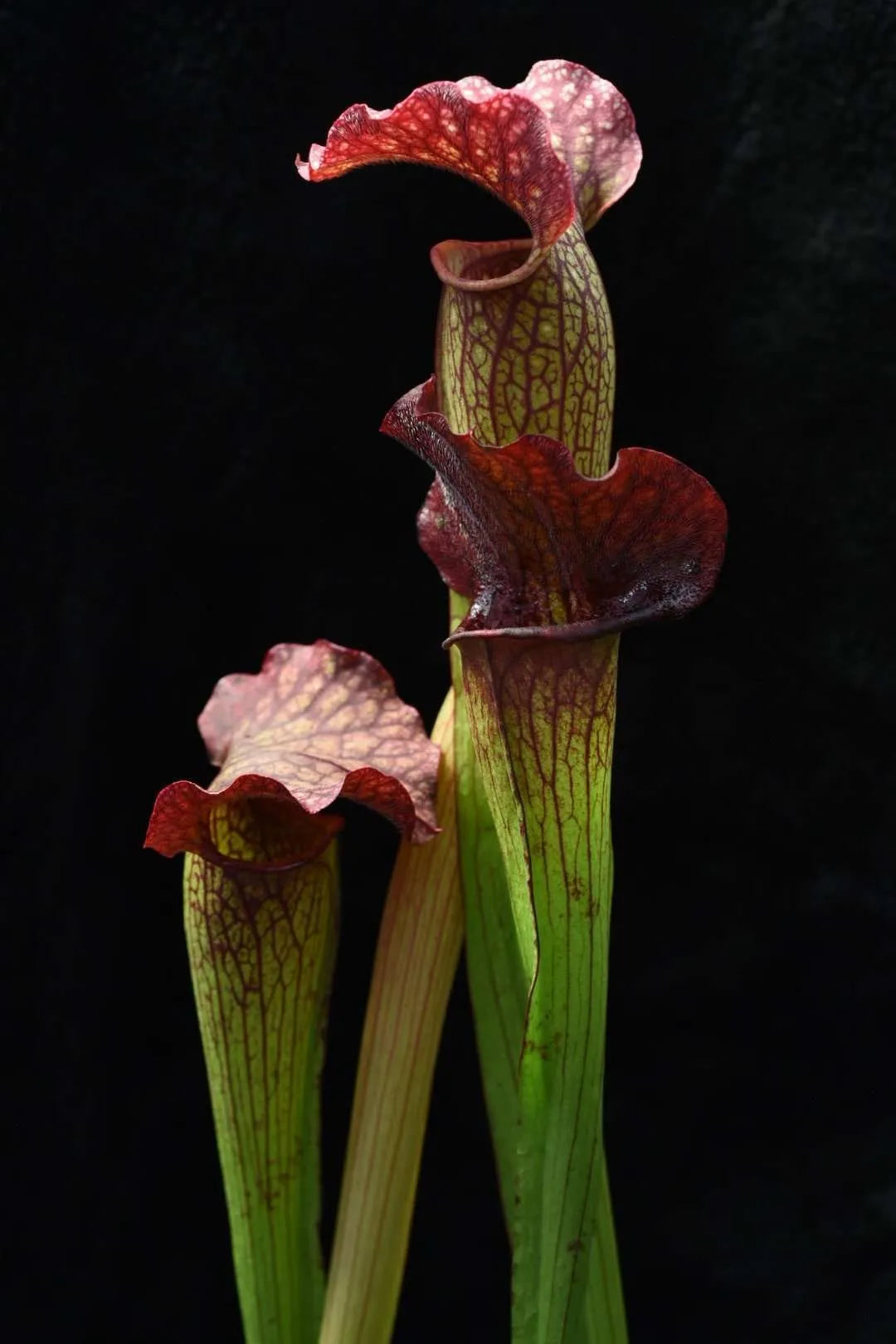 Sarracenia flava Ornata Original Black Veins Bulloch Co GA Damon’s Clo ...