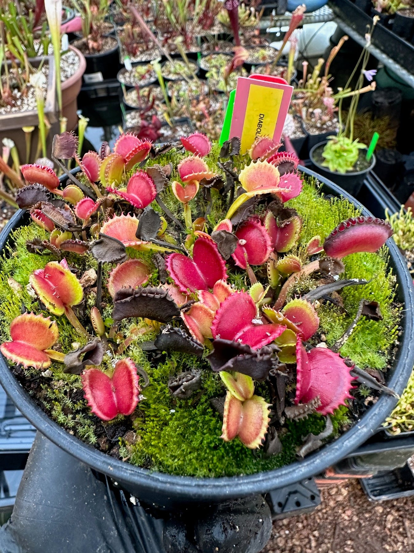 Diabolic Horns | Buy Venus Flytrap | Jeremiah's Plants