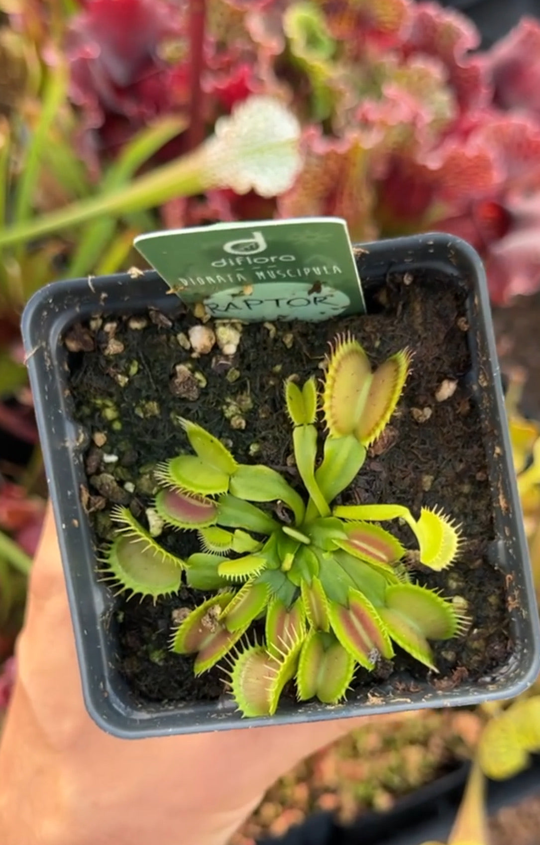 Dionaea muscipula Raptor – Jeremiah’s Plants