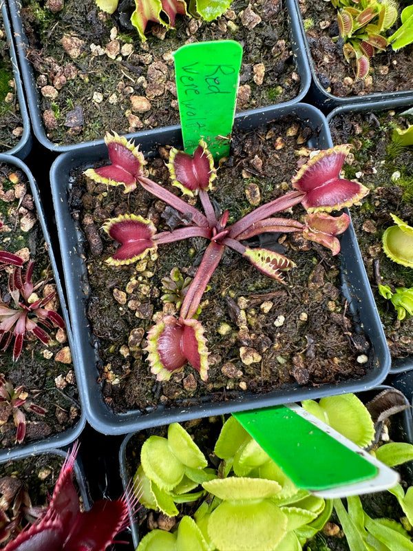 Dionaea muscipula Red Werewolf sister of Uranus – Jeremiah’s Plants